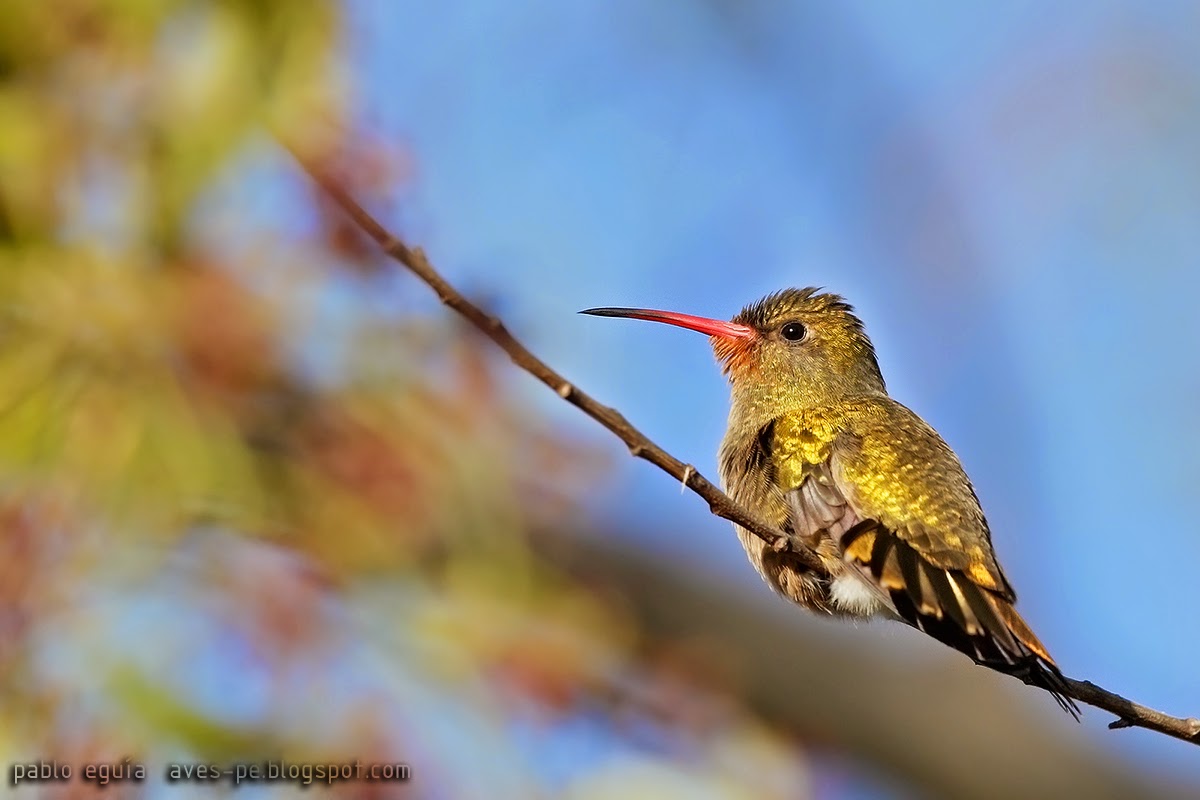 mis fotos de aves: Hylocharis chrysura Picaflor Bronceado Gilded ...