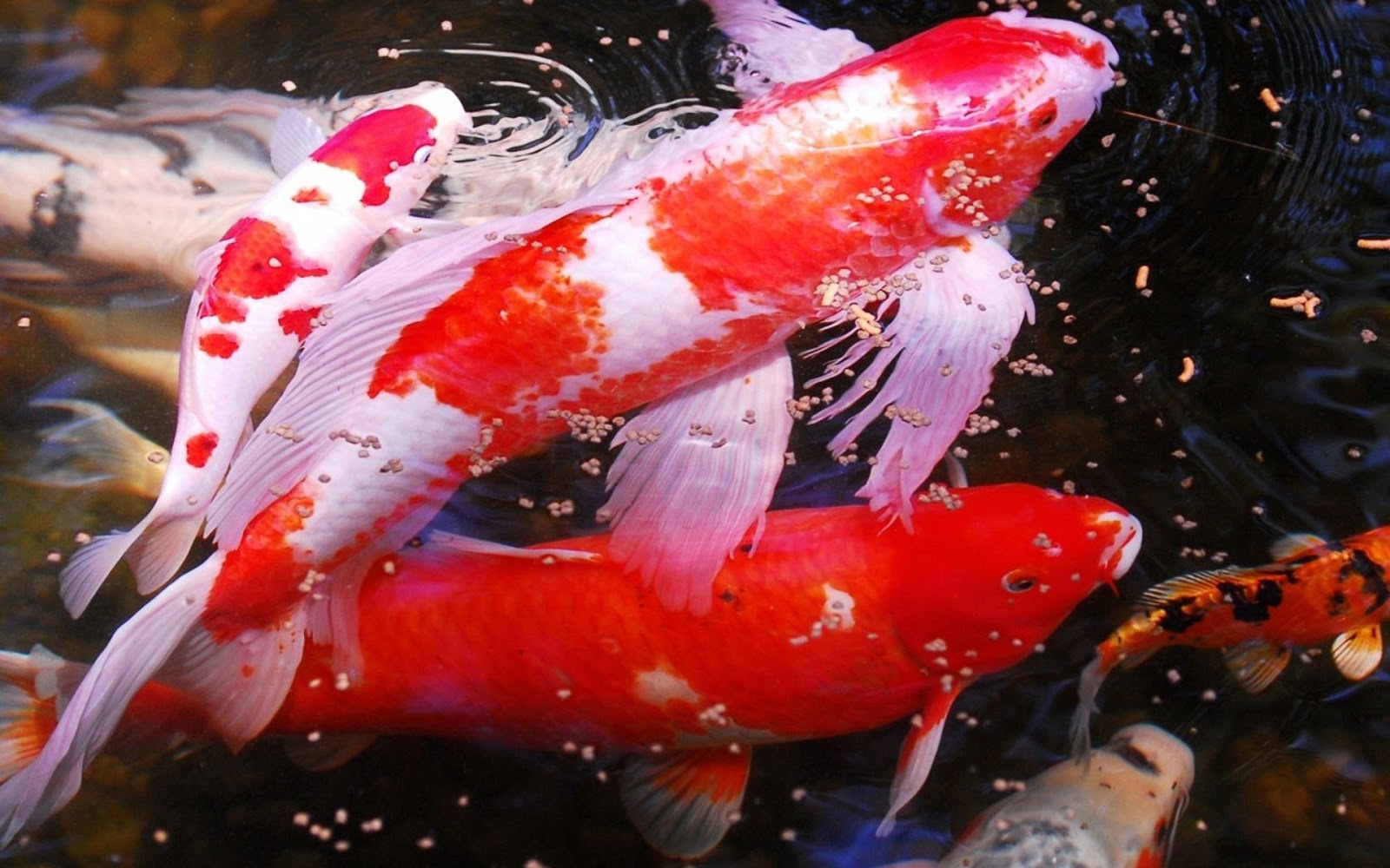 Facts about Koi fish