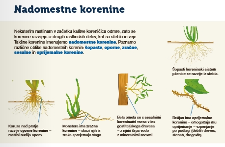 Naravoslovje 6: Zgradba in delovanje rastlin - ponovitev_1
