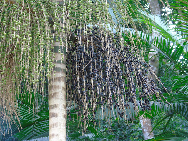Juçara (Euterpe edulis Mart.) | A planta da vez