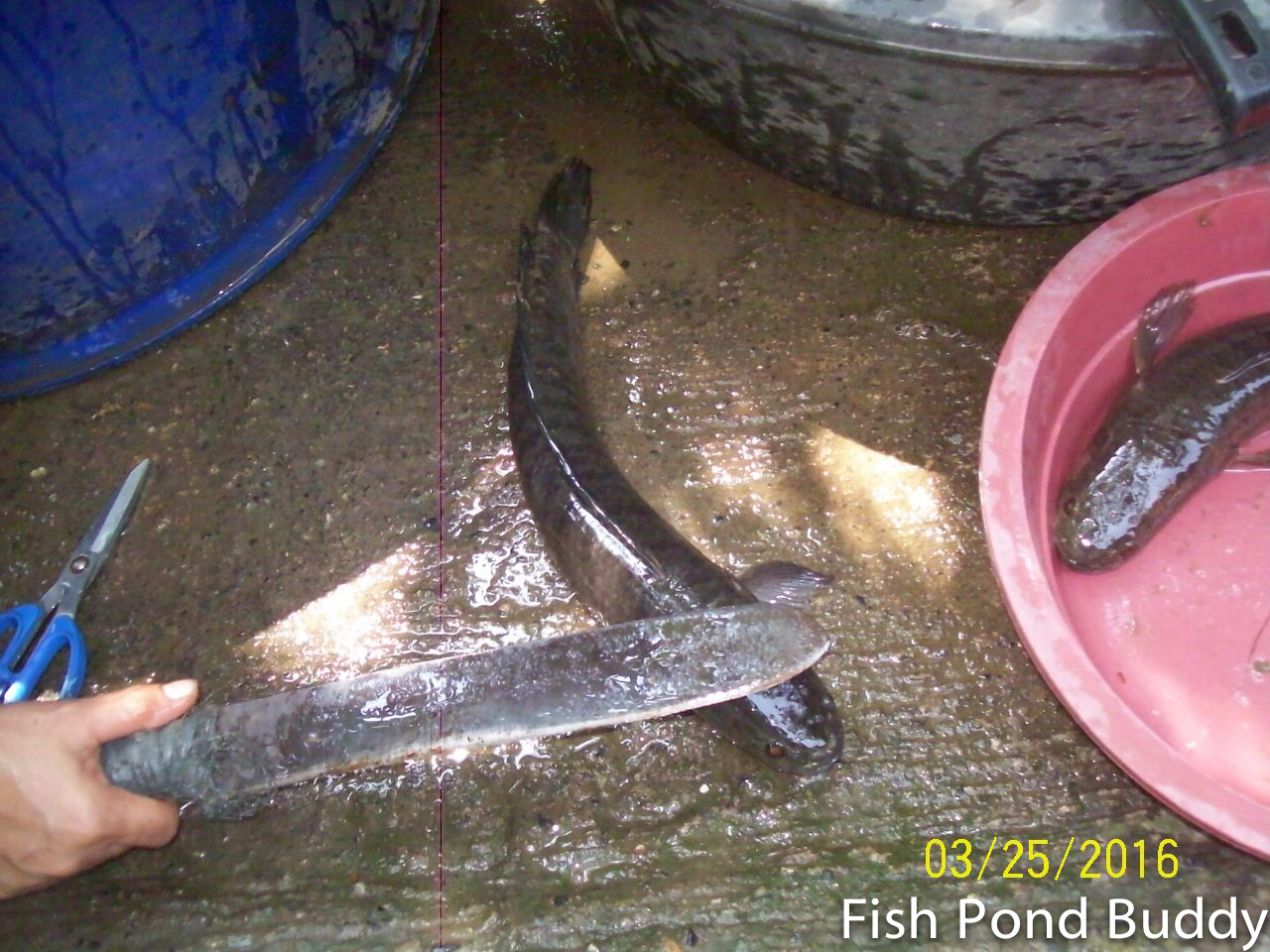 Fish Pond Buddy: How to Clean Mudfish ("Dalag")