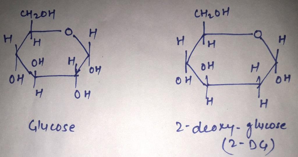 BiotekZone: 2-Deoxy-D-glucose (2-DG): A Weapon Against COVID-19