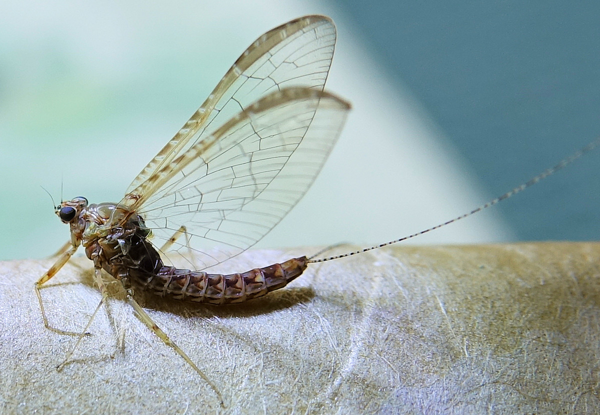 Le blog de la Coudoulière: Ces insectes connus des pêcheurs