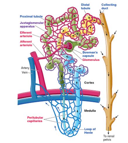 medical education: Anatomi dan Fiosiologi Sistem Perkemihan (URINARIA)