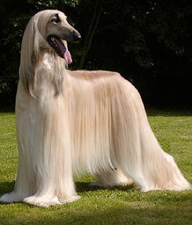 Afghan Hound dog | Persian Greyhound | Indian Animals