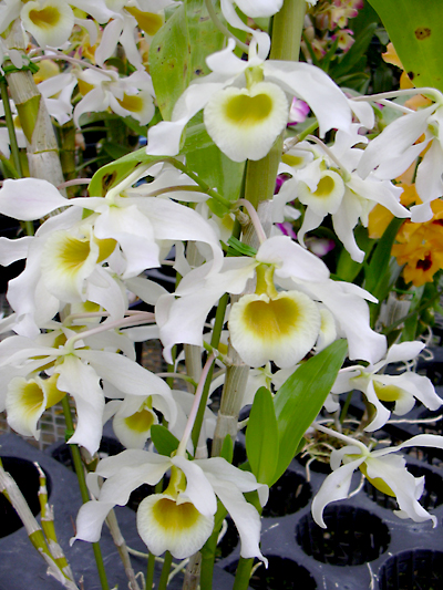 Den. signatum 'Yamamoto97' | Dendrobium Blog