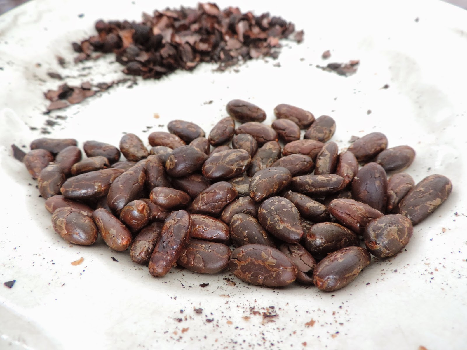 DIÁRIO COM A NATUREZA: 11 DE JULHO - CACAUEIRO - CACAU - FRUTO ...