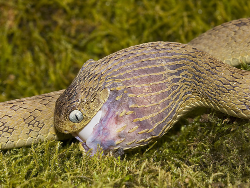 Ophidiophilia: The 250 lb. Hamburger