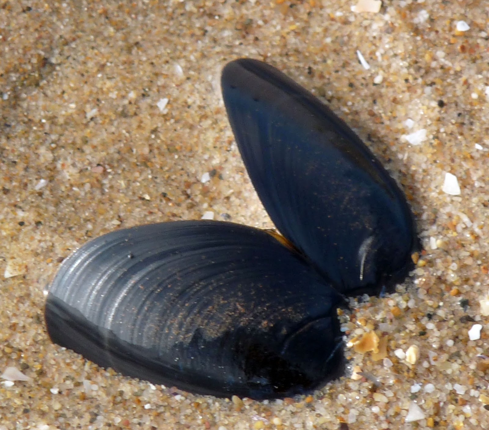 Wild and Wonderful: February 2011