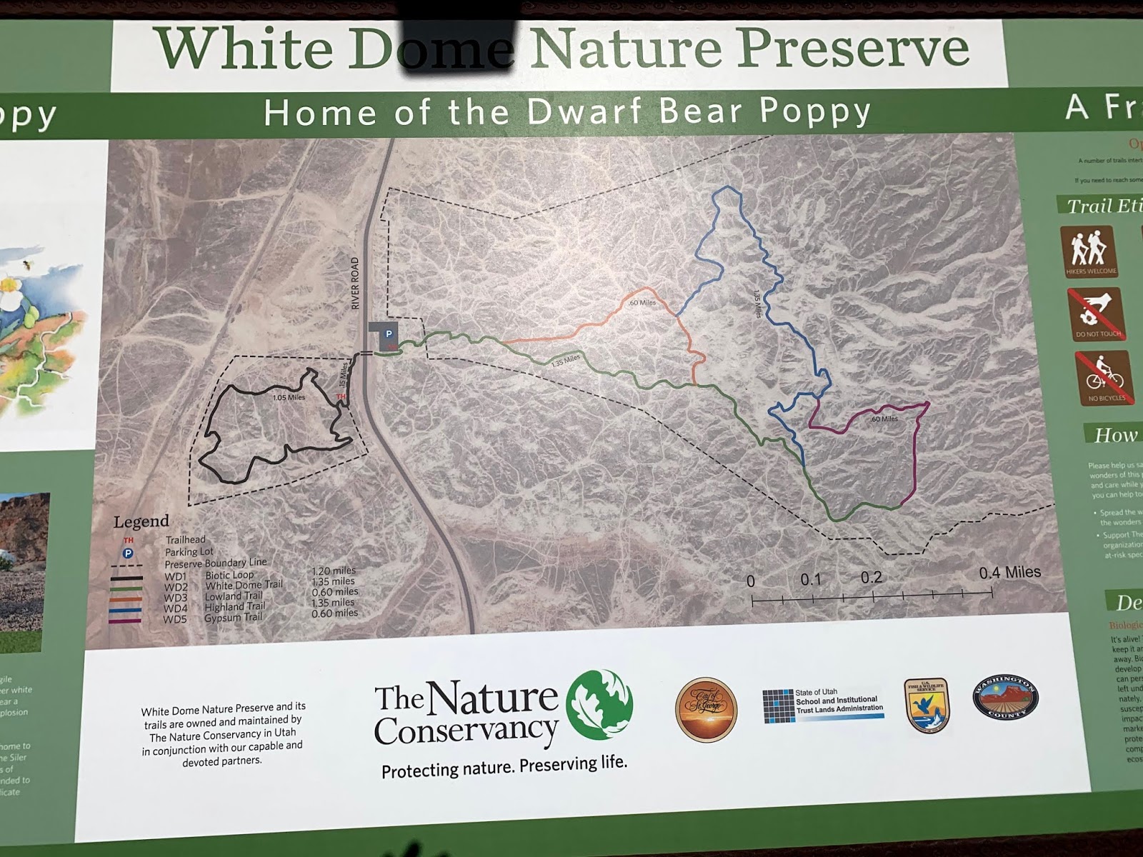 Hinton Happenings: Dwarf Bear Poppy