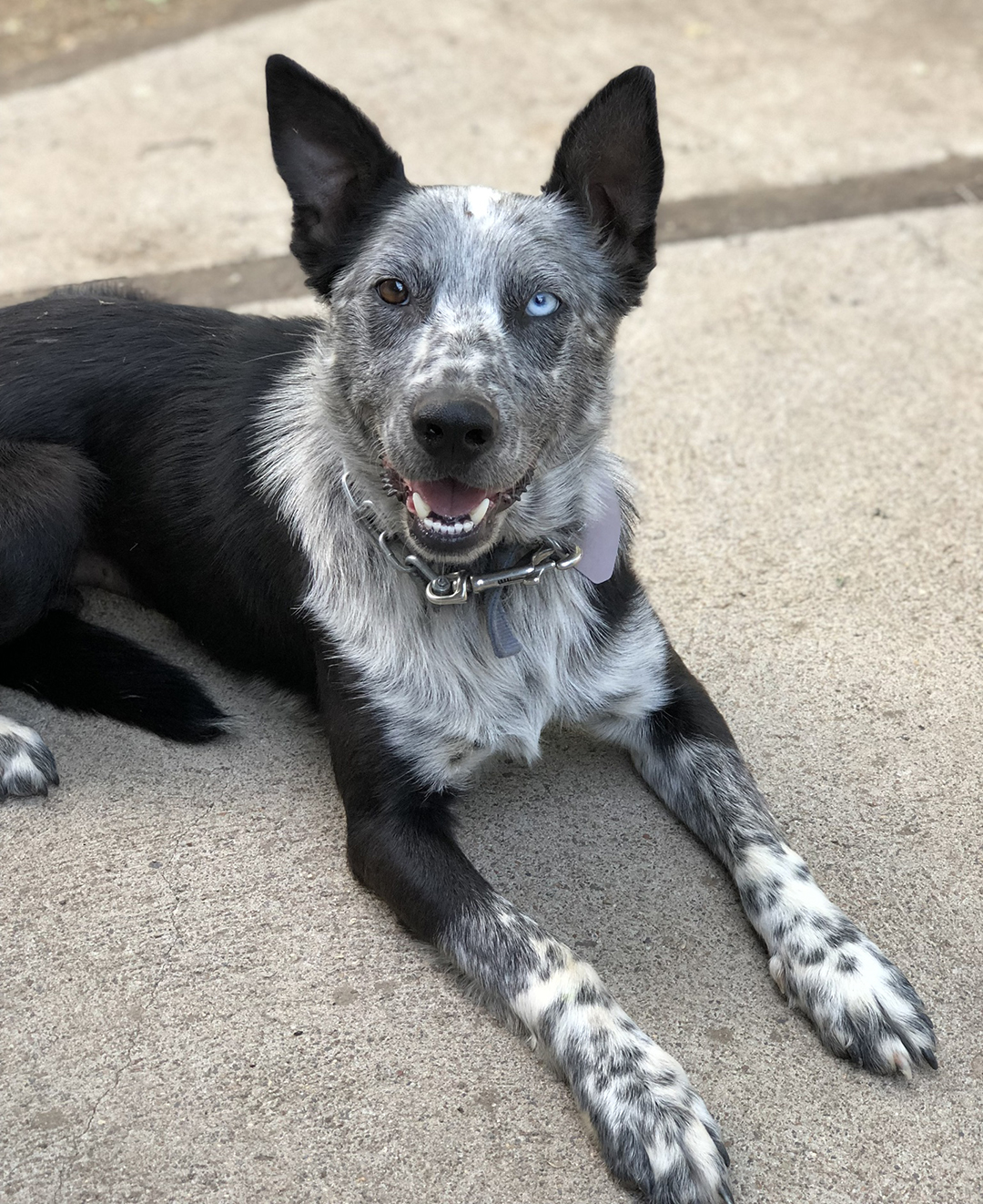 The 2019 Cobber Challenge starts today! | Australian Dog Lover