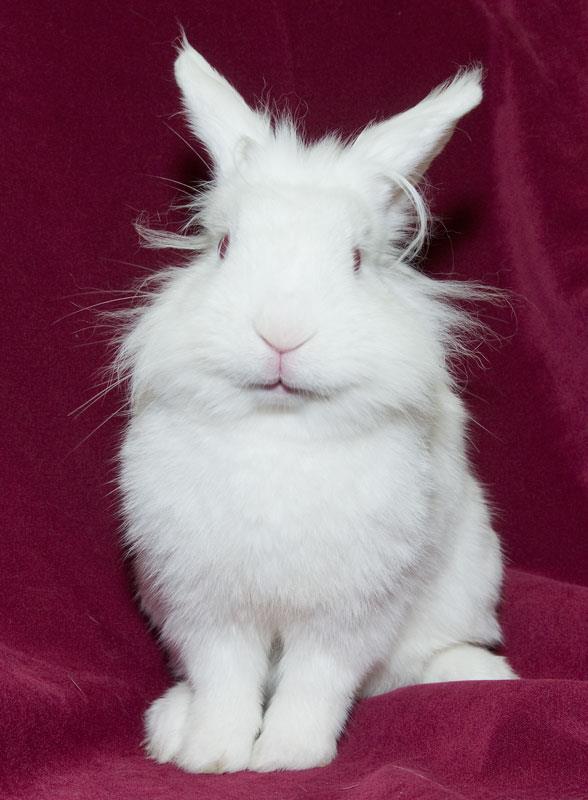 Smiling Bunny Rabbit