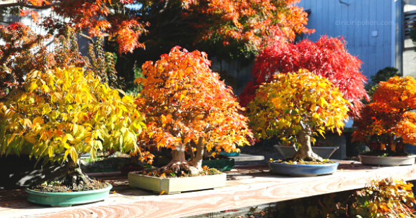 22 Spesies Pohon Bonsai Dengan Daun Berwarna Cerah - Ciriciripohon.com