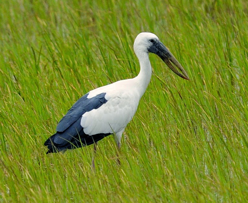 Indian Birds Photography: (delhibirdpix) Openbill Stork habitat /beak ...