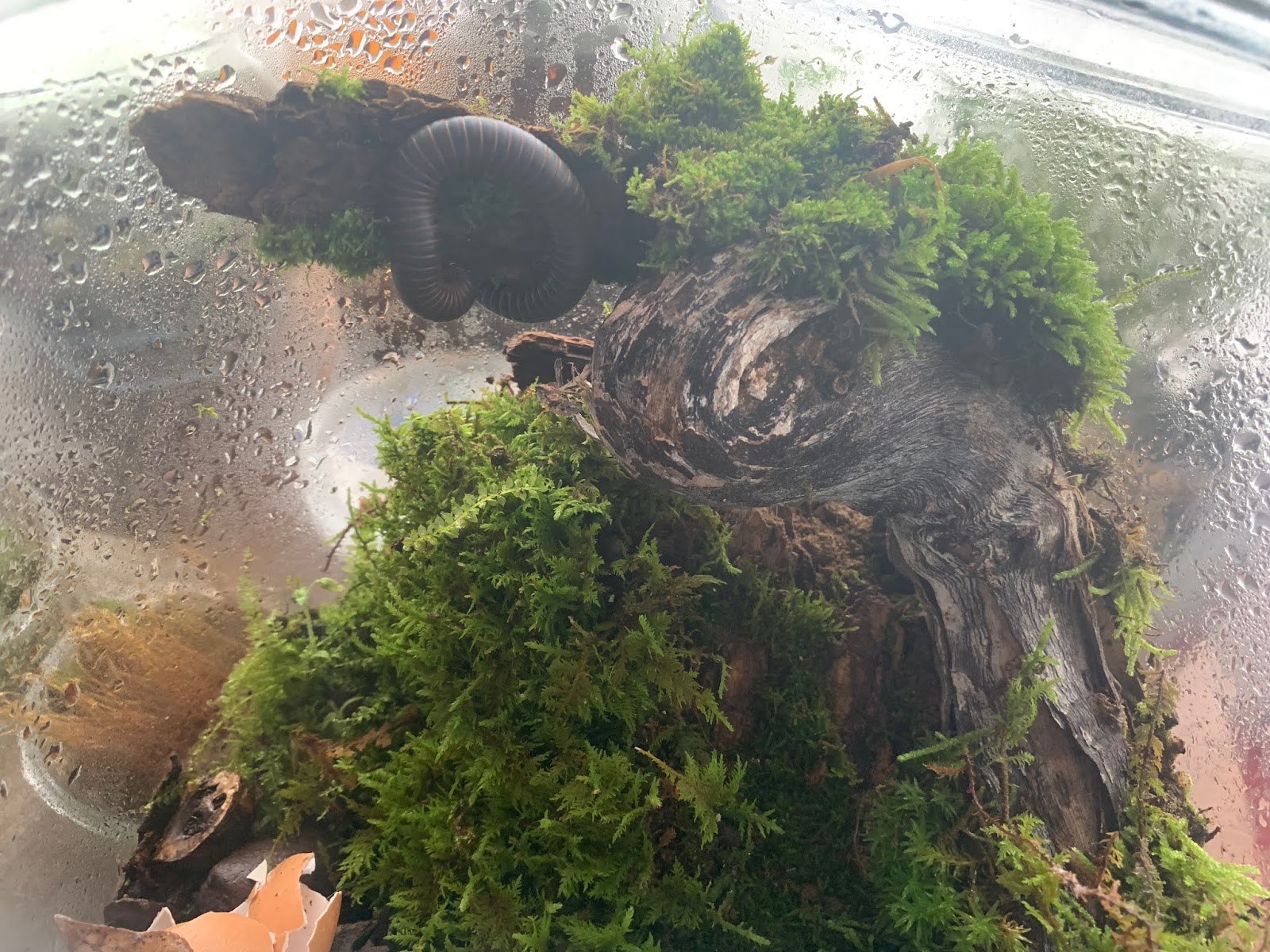 Advanced Sculpture: Colin Shakespeare