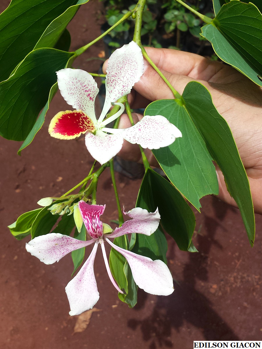Viveiro Ciprest - Plantas Nativas e Exóticas: Bauhinia Rosa Pintada ...