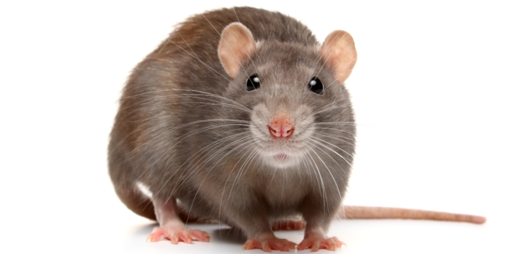 Pest Control Services: Keep Rats Away With Rat Control