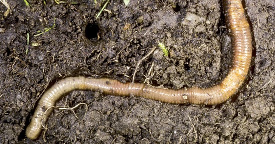 Just For Fun: Earthworm