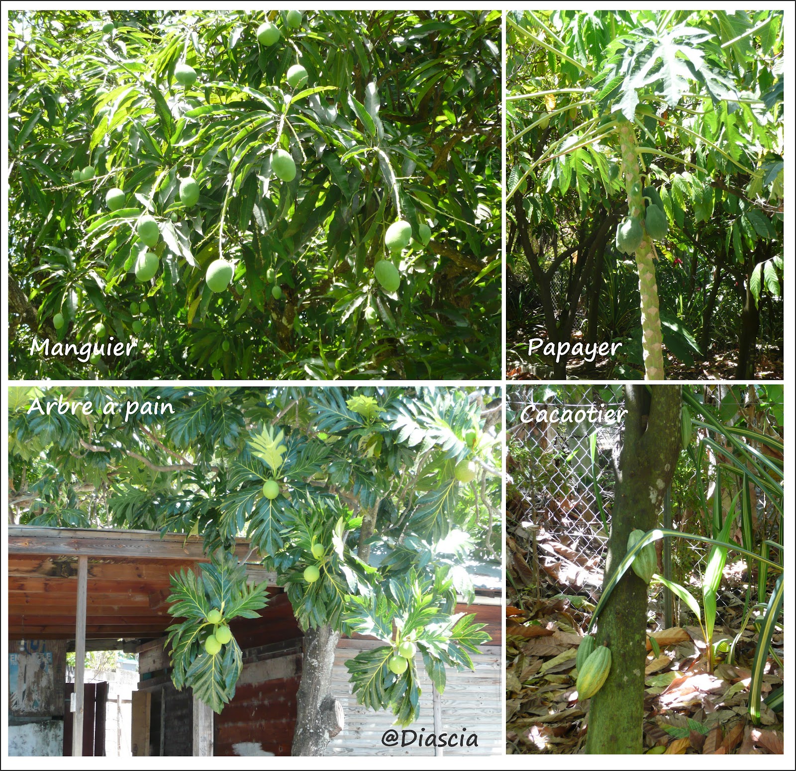 Le jardin de Diascia: LA MARTINIQUE - VEGETATION LUXURIANTE