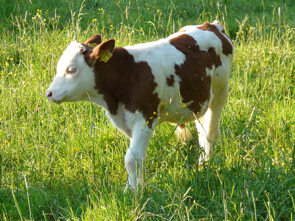 Mythology and Folklore: Week 5 Story: The Calf
