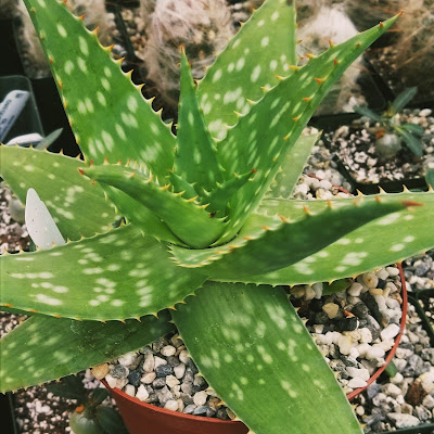 Aloe vera macho - Todo con plantas