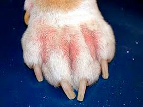 Pitbulleando: Enfermedades comunes del American Pitbull Terrier