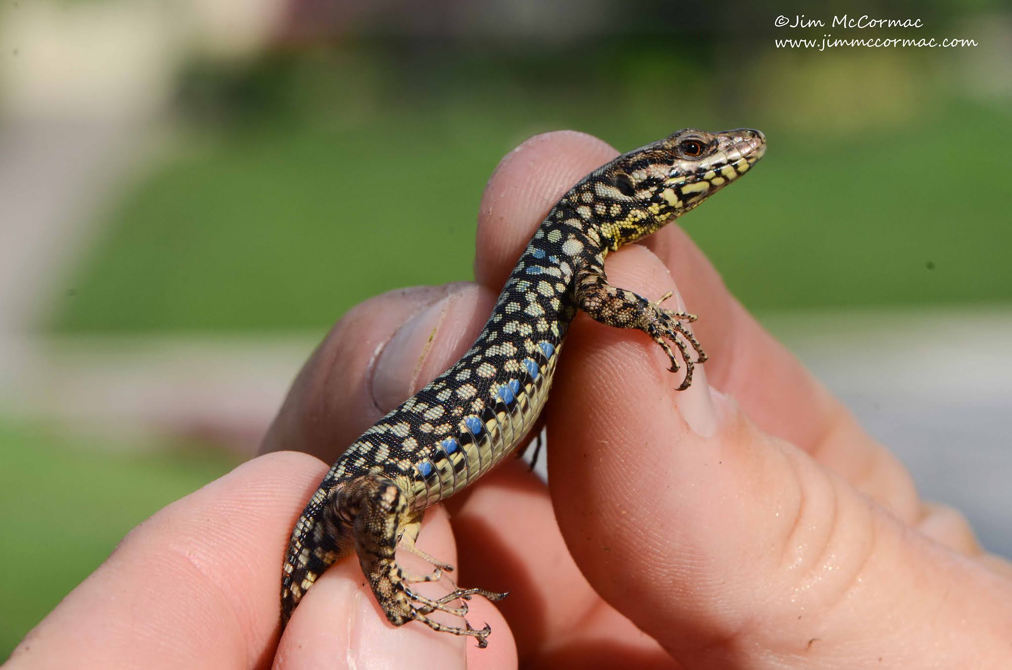 Ohio Birds and Biodiversity: The interesting case of the Wall Lizard