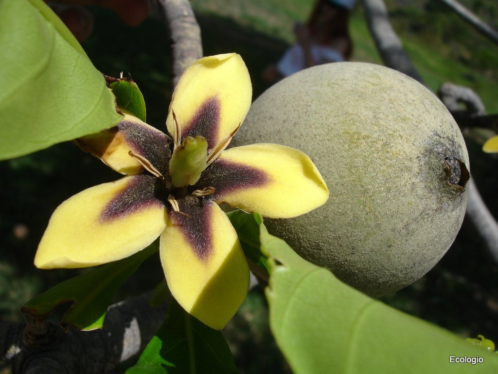 Jenipapo (Genipa americana) | Green Nature Brazil