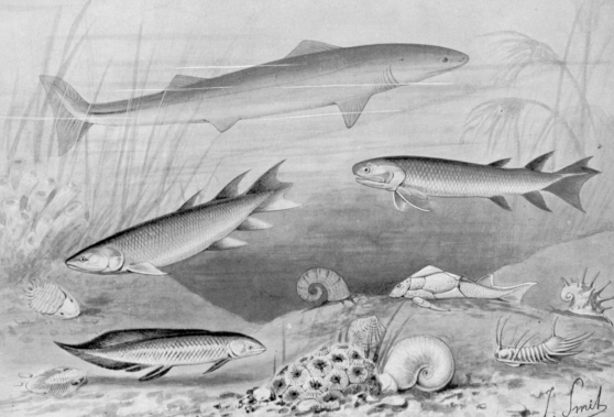 History of the Earth: May 16. Devonian sharks