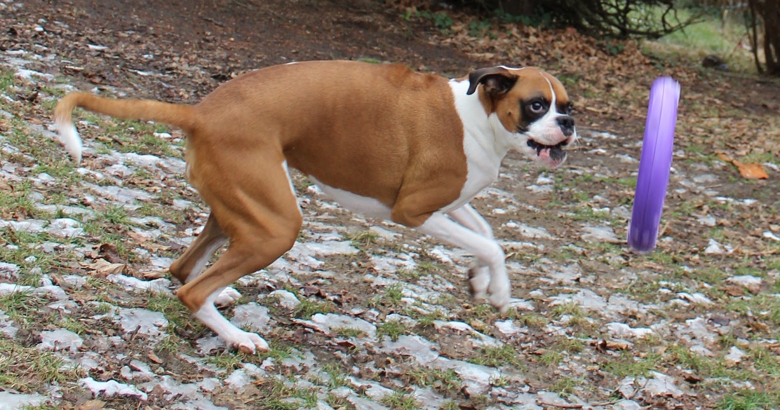 Dog Madness: Puller An Unique Interactive Training Device For A Healthy ...