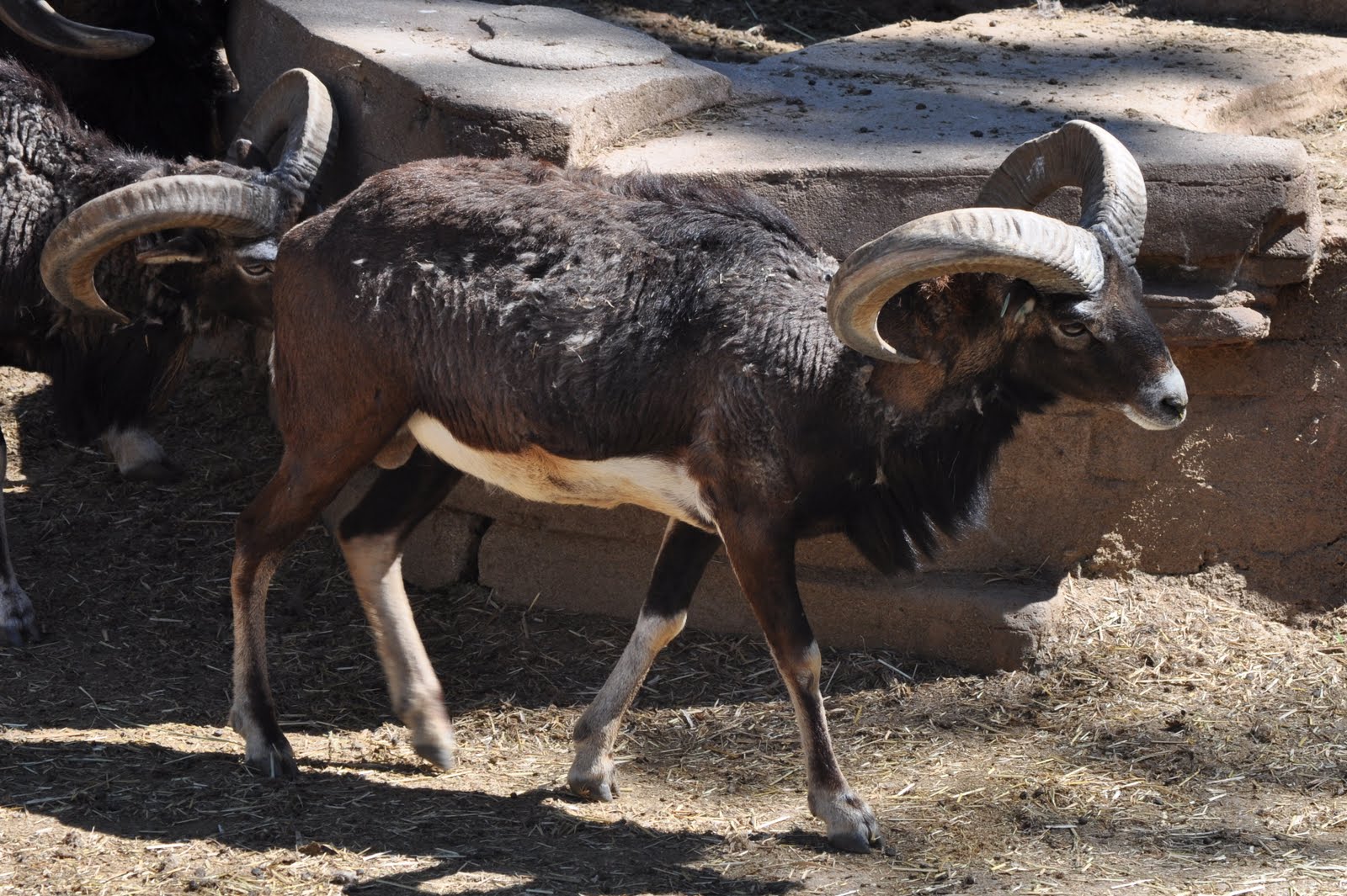 ZOOTOGRAFIANDO (6.100 ANIMALS): MUFLÓN / MOUFLON (Ovis orientalis)