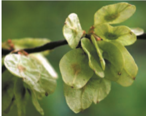 parquealamillo-encinarosa: Ulmus glabra - Olmo Montano - Olmo de ...