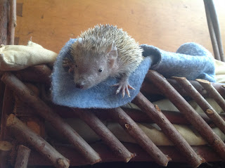 Tenrec Housing and Handling