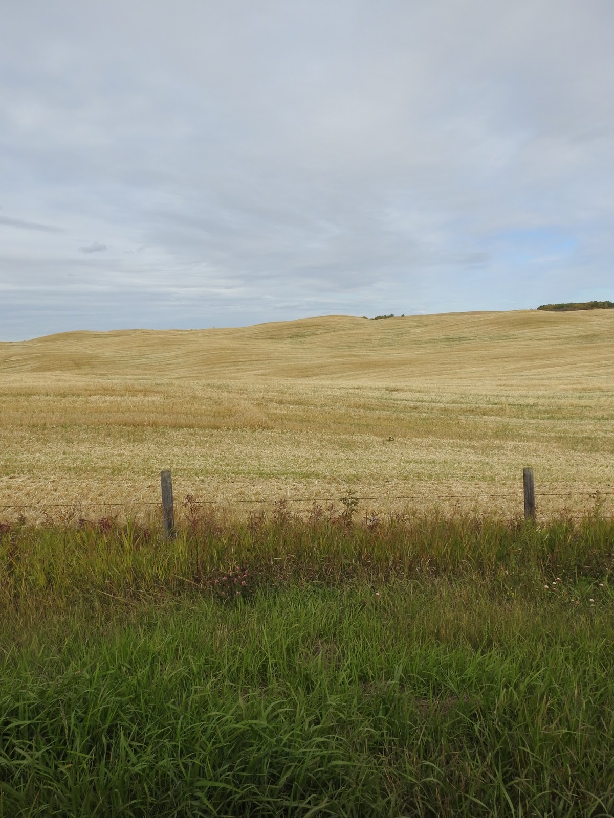 The view from here: Prairie scene
