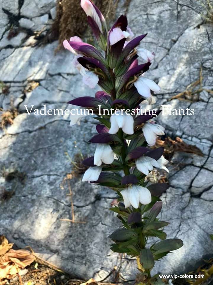 Vademecum Interesting Plants: Acanthus mollis - Akant miękki - Akantus