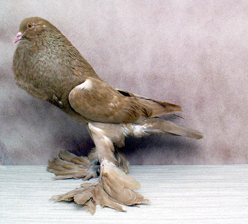 Saxon pouter-cropper ( Sächsischer Kröpfer ) - Pigeons fall