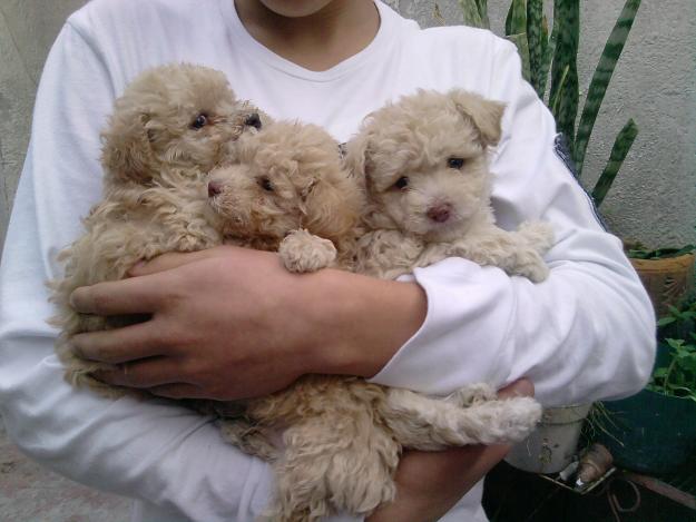 Bebés french poodle - Imagui