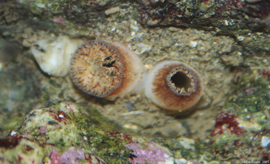 The Natural History of Bodega Head: It takes two