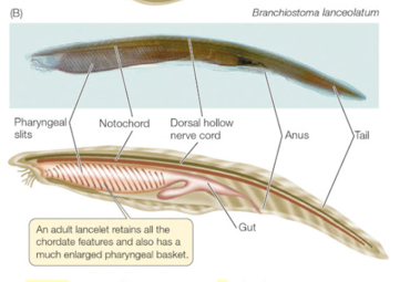 Biology 10: Topic 12: Chordates (Chordata)