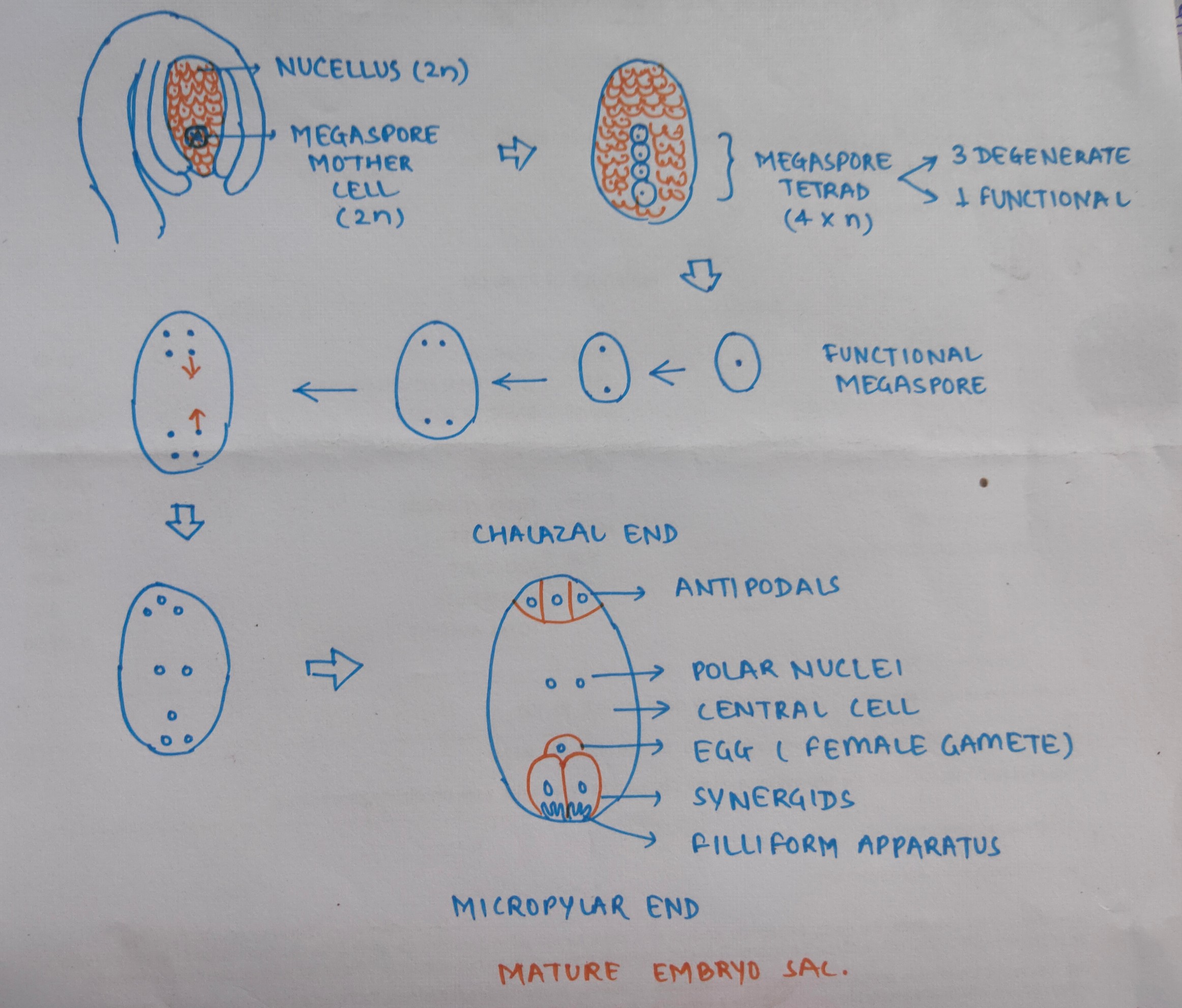 PrepBiology: REPRODUCTION in ANGIOSPERMS - EMBRYO SAC