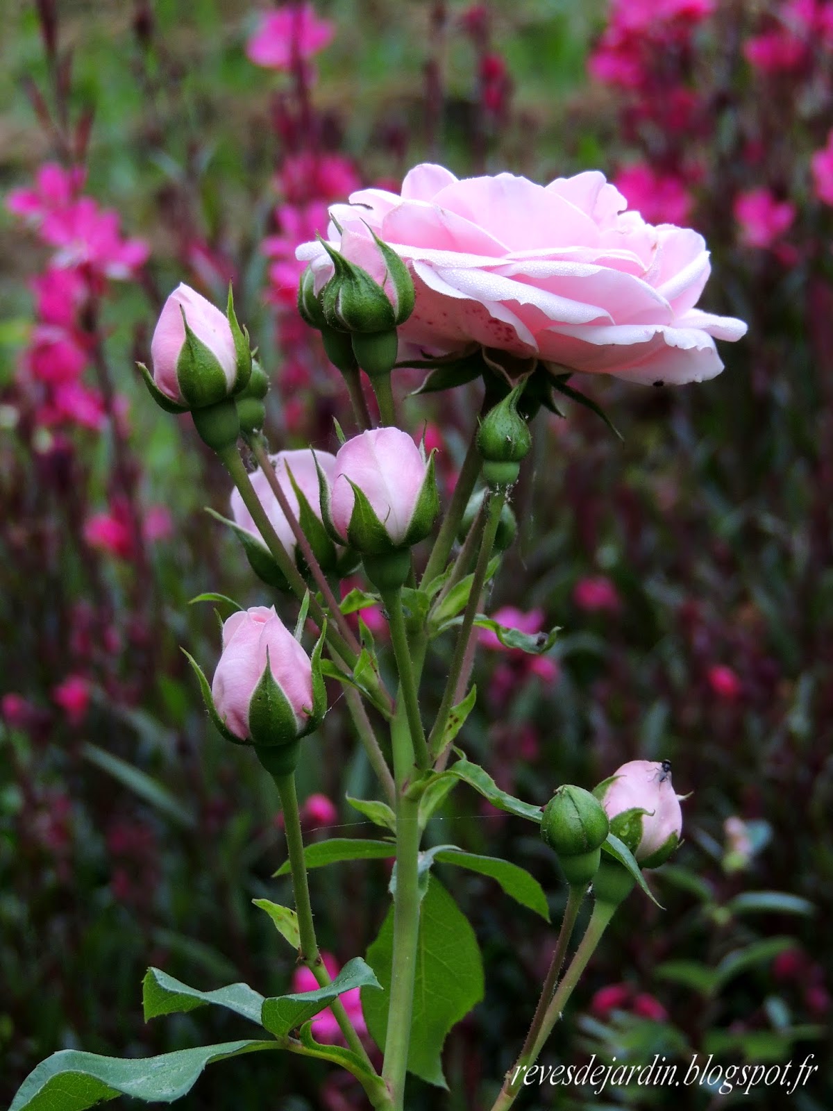 IL ETAIT UN PETIT JARD'AIN ...: REVERIES ROSES (suite)