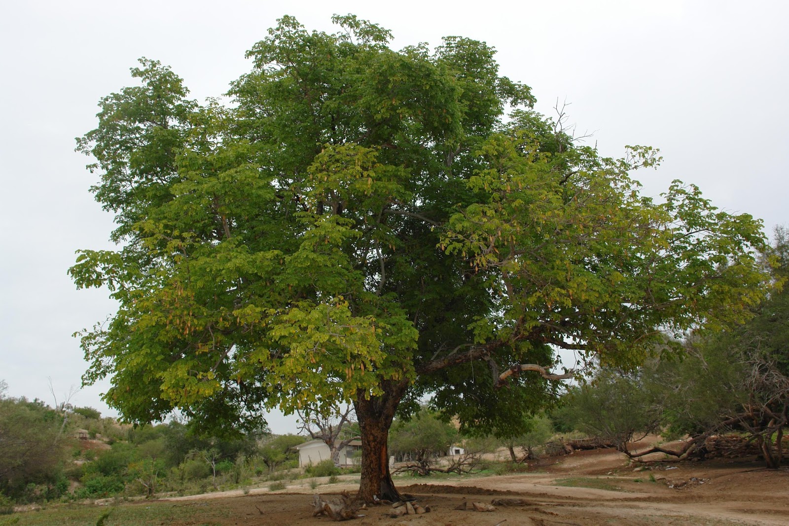 Patrimonio de Chihuahua