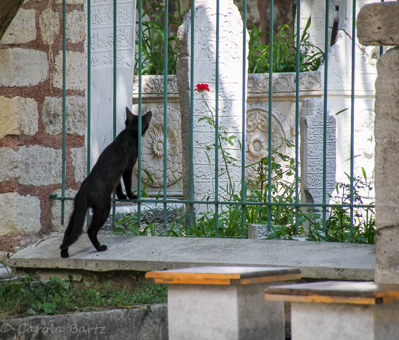 carola bARTz: Istanbul Kedisi - Cats of Istanbul