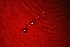 SDI: Where Creativity Meets Excellence.: RUBY - The Undisputed King of ...