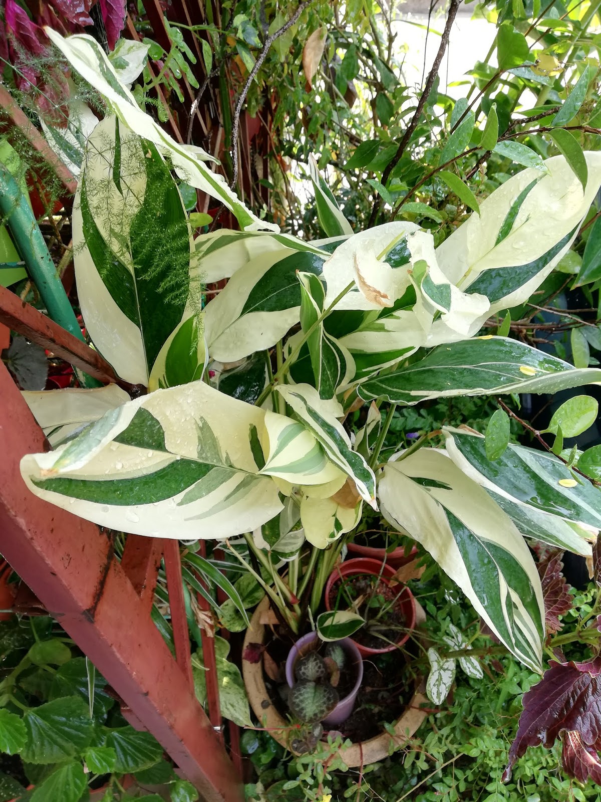 Garden Chronicles of James David: Maranta arundinacea variegata
