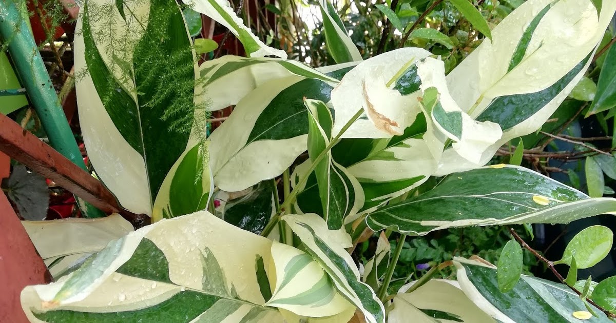 Garden Chronicles of James David: Maranta arundinacea variegata