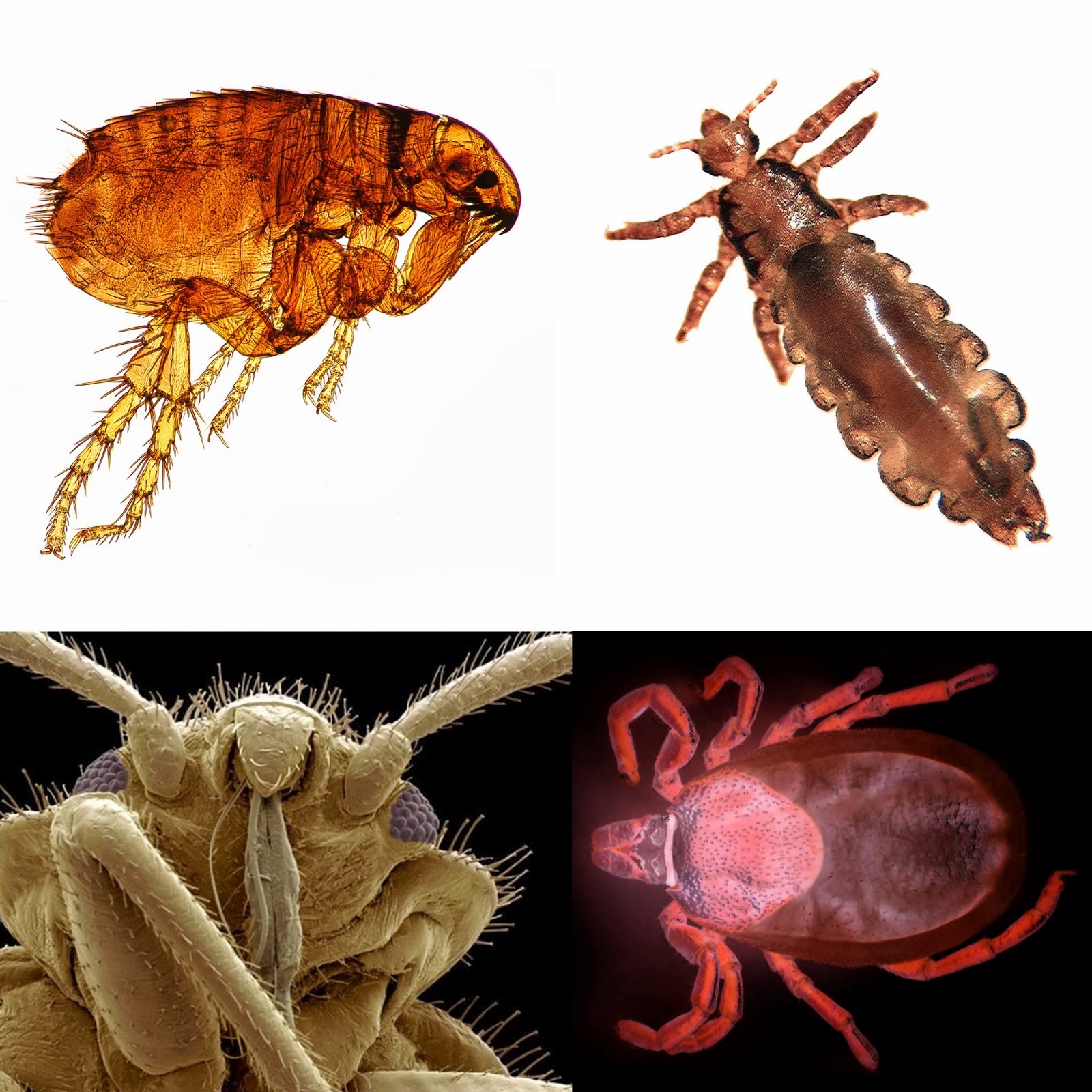 Garrapatas: garrapatas introduccion