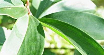 Sri Lankan Traditional Food Recipes : Thebu (Costus speciosus) Sambol