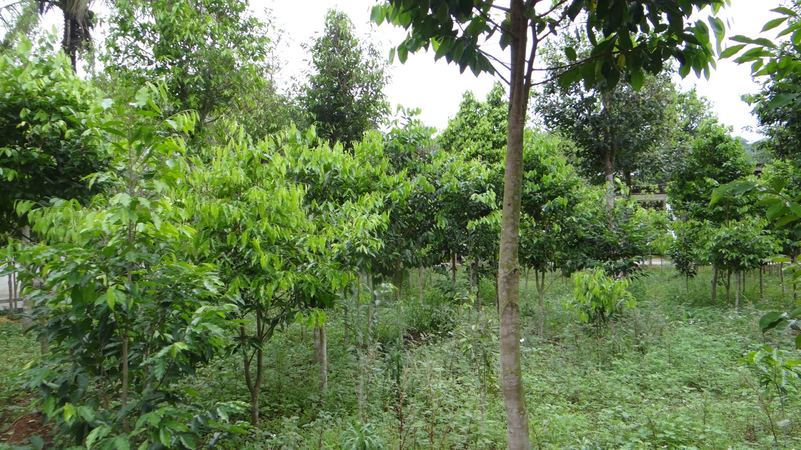 All about Gaharu Info: Berapa harga bagi sebatang Pokok Gaharu?