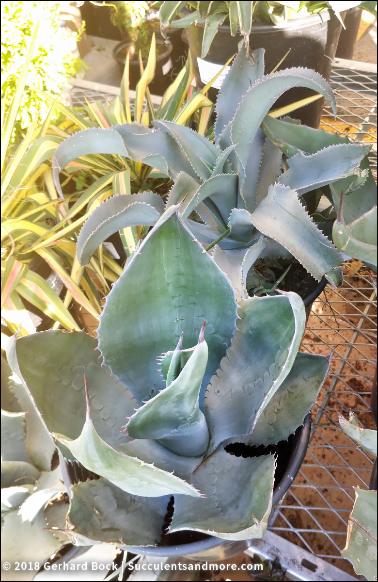 I discovered a great nursery—and it's a Home Depot!